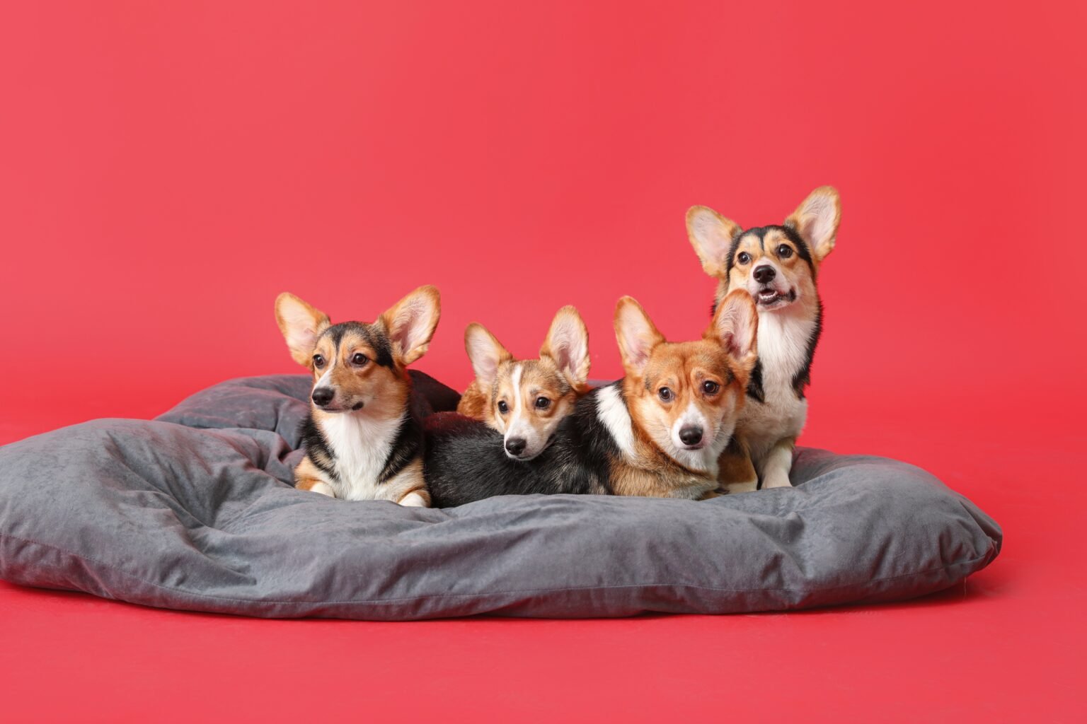 Anjing Corgi: Panduan Lengkap Berserta Harga